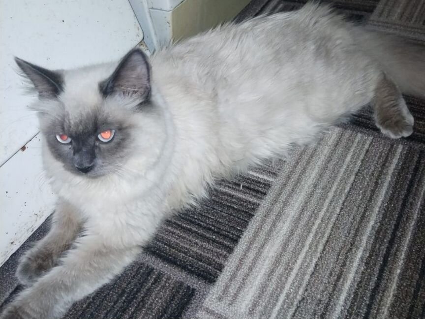 Котик