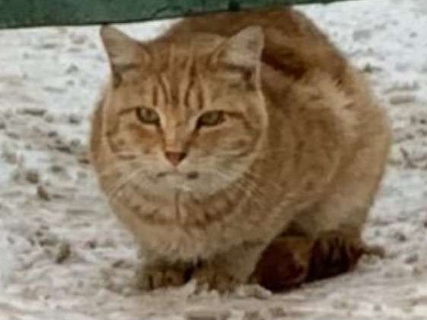 Молодой котик мёрзнет на улице