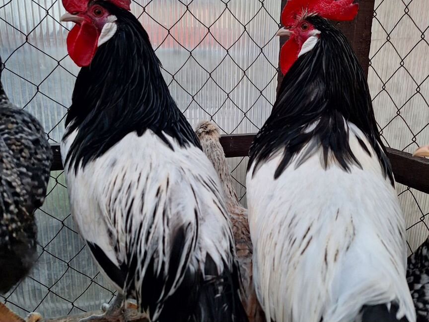 Молодые Лакенфельдеры и другие петухи