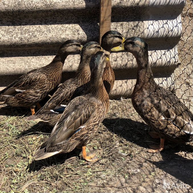 Дикие утки, утки подсадные, кряква