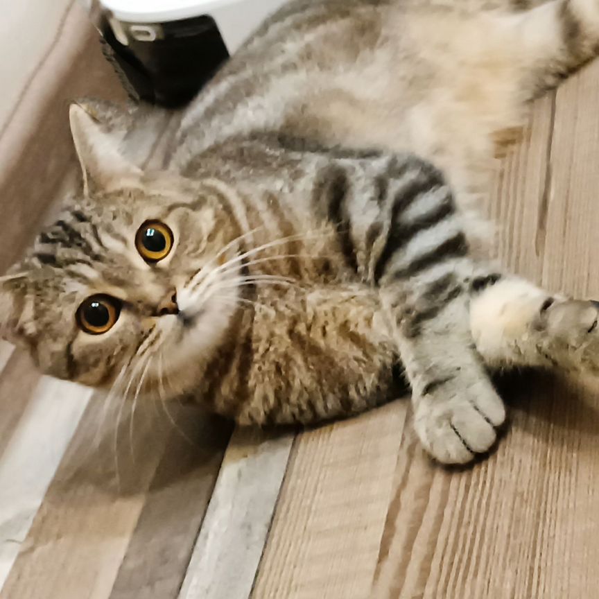 Отдам кошку в хорошие руки