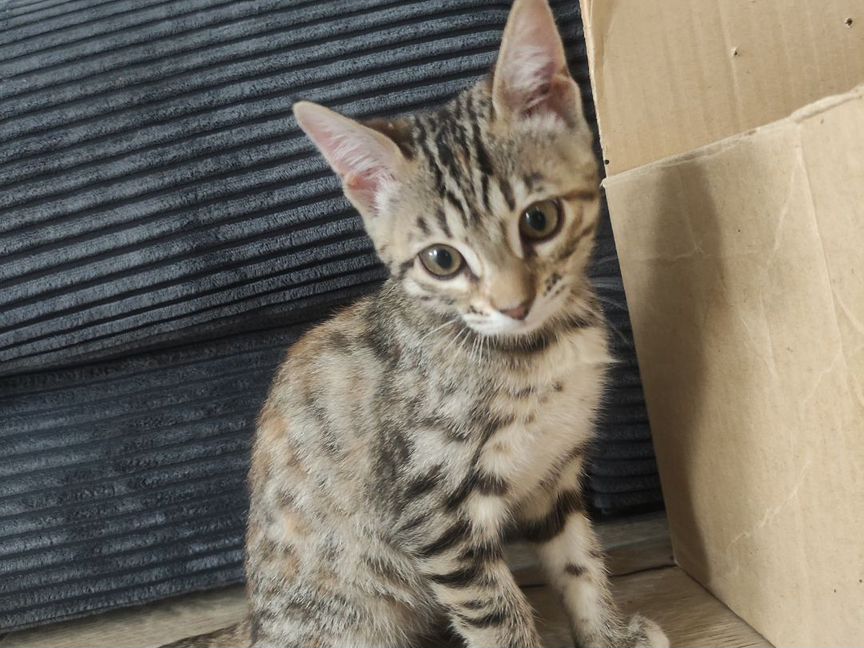 Бенгальская кошечка, котёнок