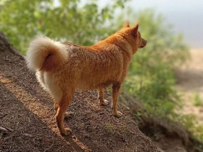 Вязка Карело-финская лайка девочка