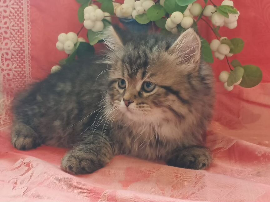 Котята ищут любящих родителей