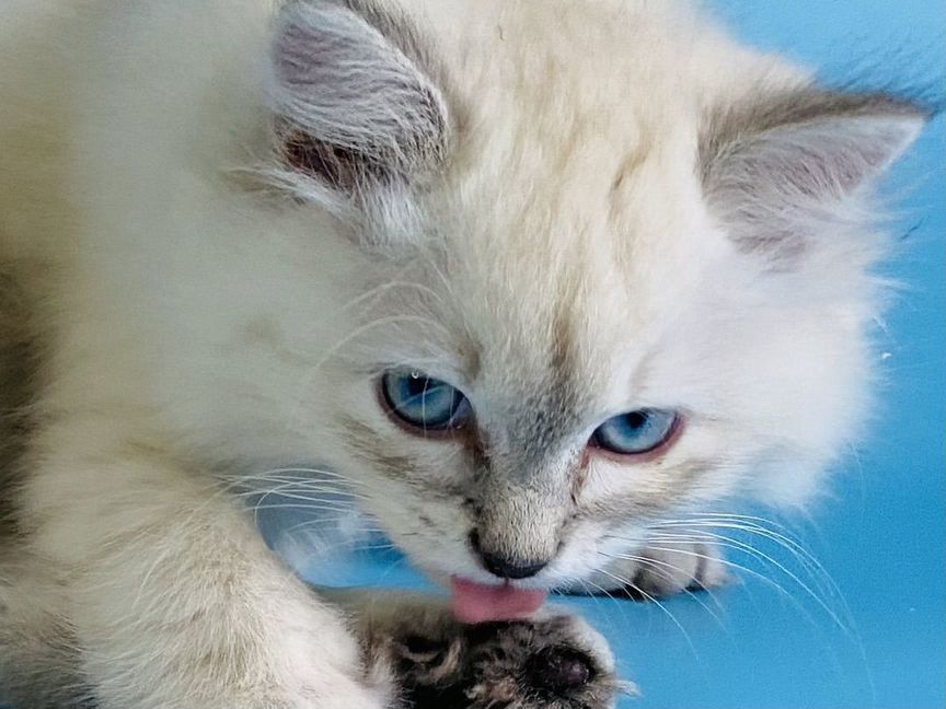 Котята бесплатно читаем внимательно описание