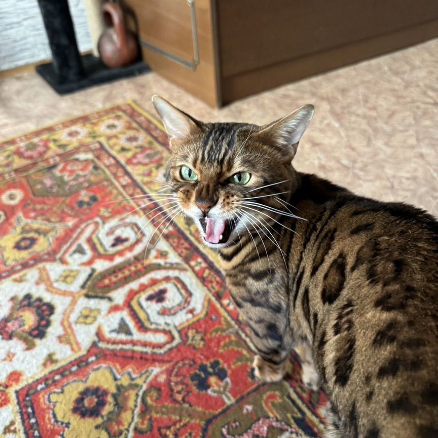 Случка кошки бенгал