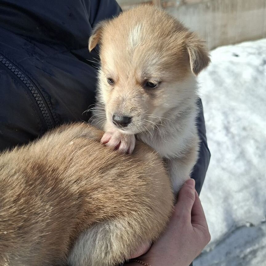 Щенок в добрые руки