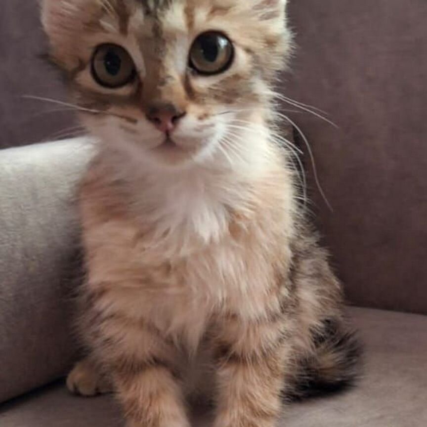 Котик Веснушка