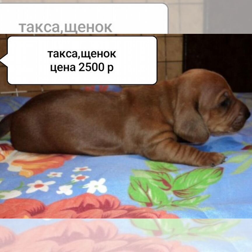 Щенок в добрые руки
