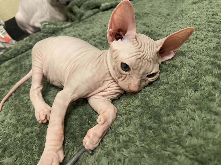 Продаю котиков донского сфинкса