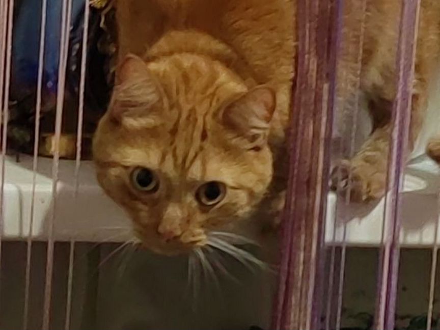 В добрые руки