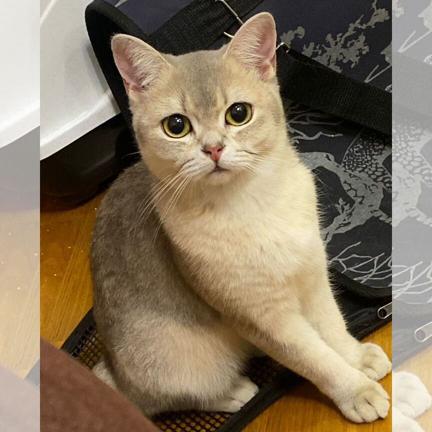 Британская короткошёрстная кошка, вязка