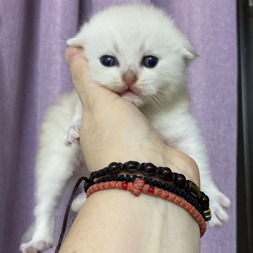 Шотландский вислоухий короткошёрстный котёнок