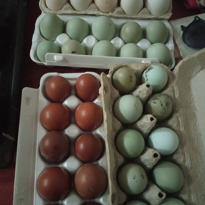 Инкубационное яйцо Марана и Пушкинской
