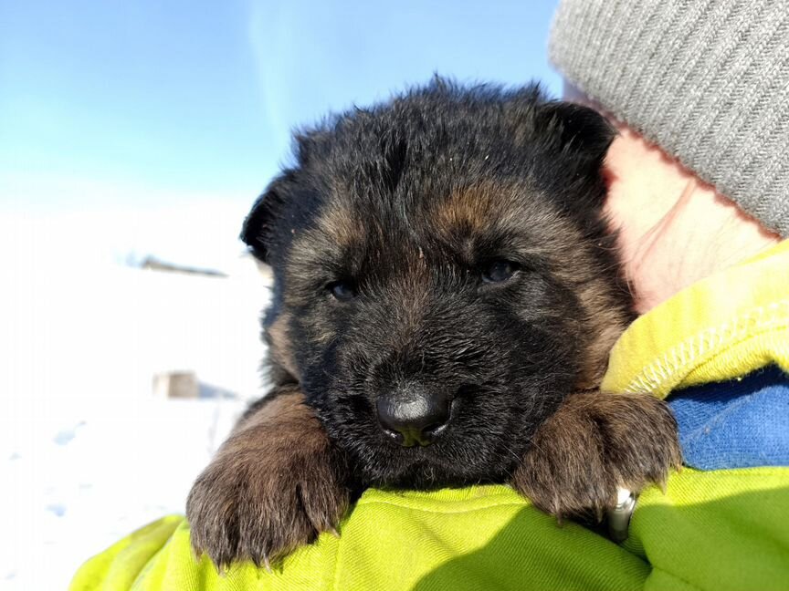 Длинношерстная овчарка