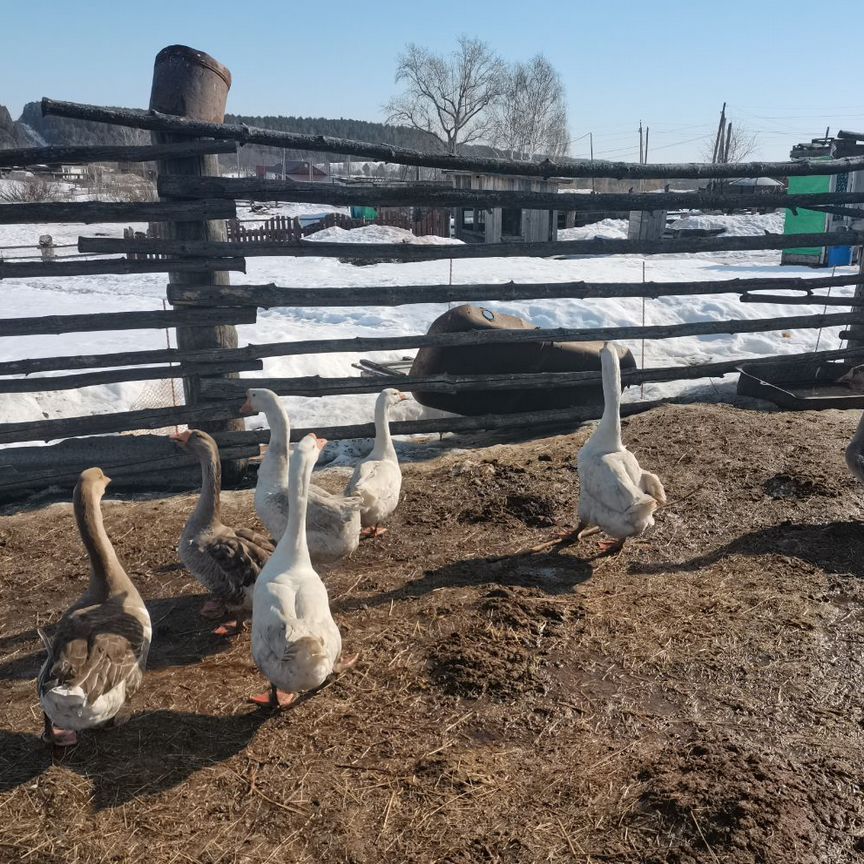 Гуси, петухи. Кролики