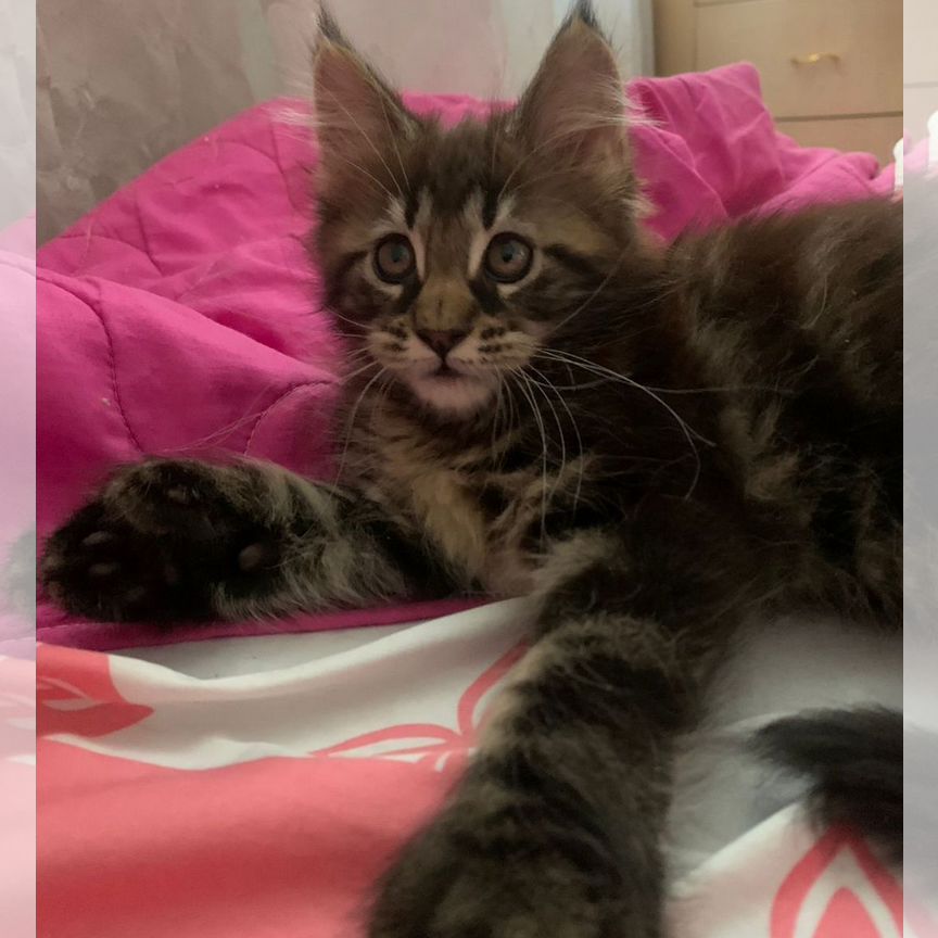 Котята мейн-кун классик и полидакт