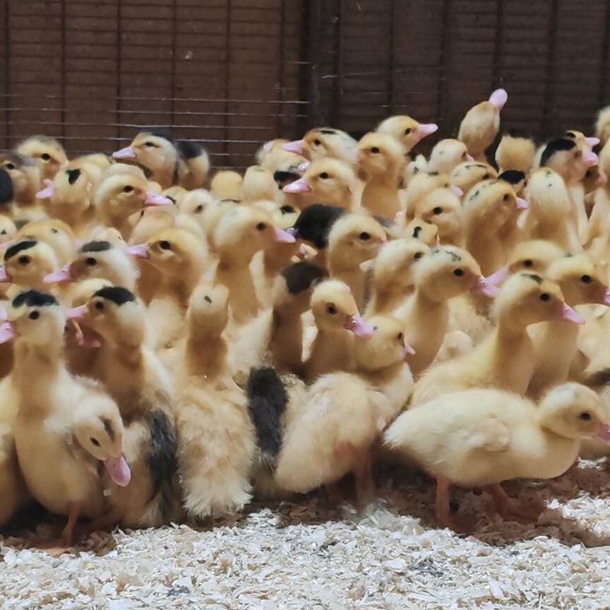 Утки муларды