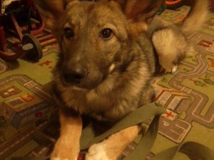 Собака в добрые руки