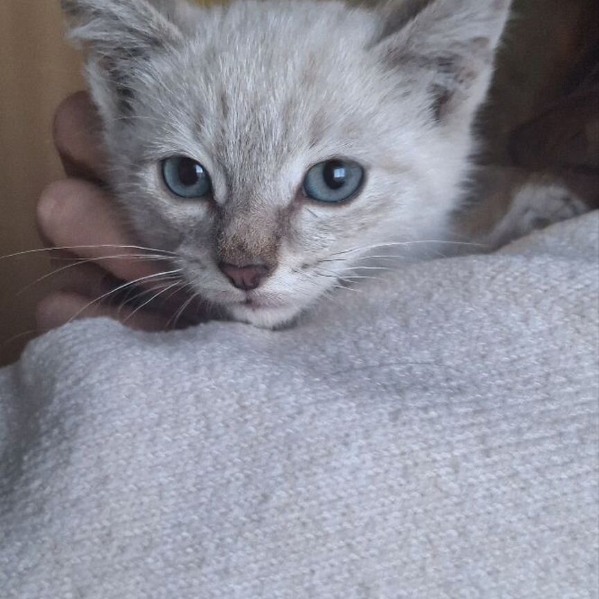 Голубоглазый котенок