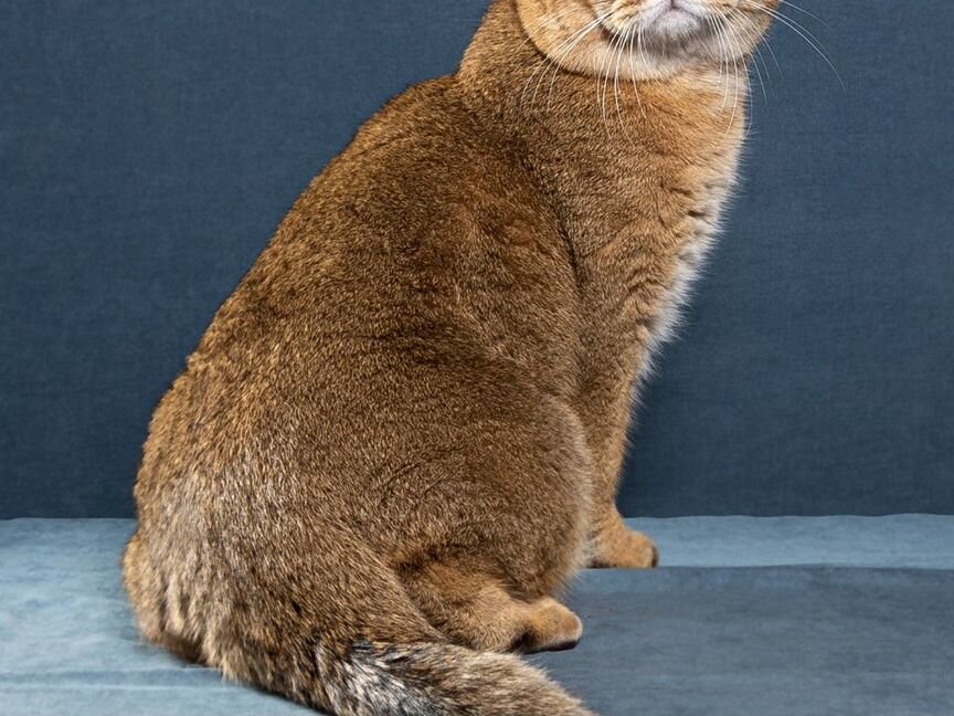 Скоттиш Страйт Вязка Шотландец