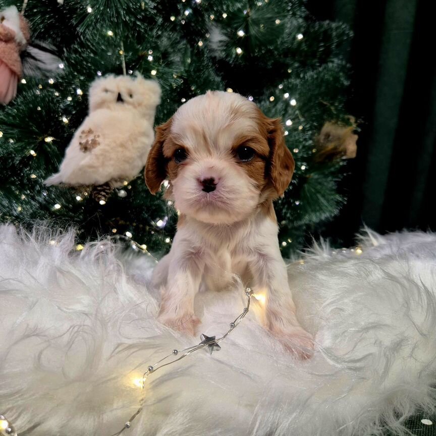 Девочки кавалерки