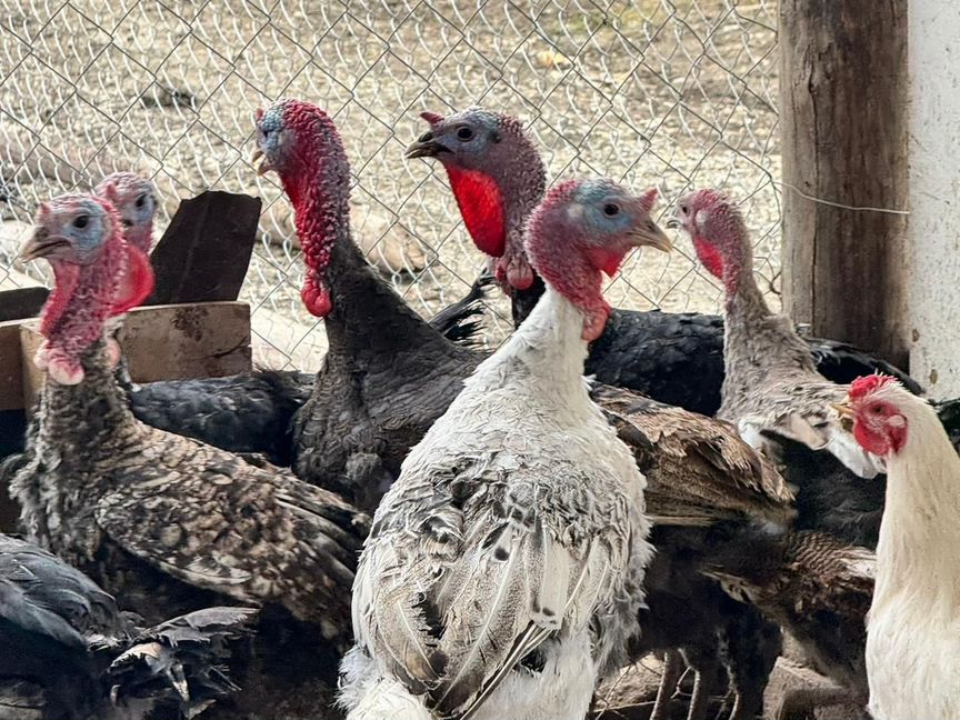 Индюки индюшата