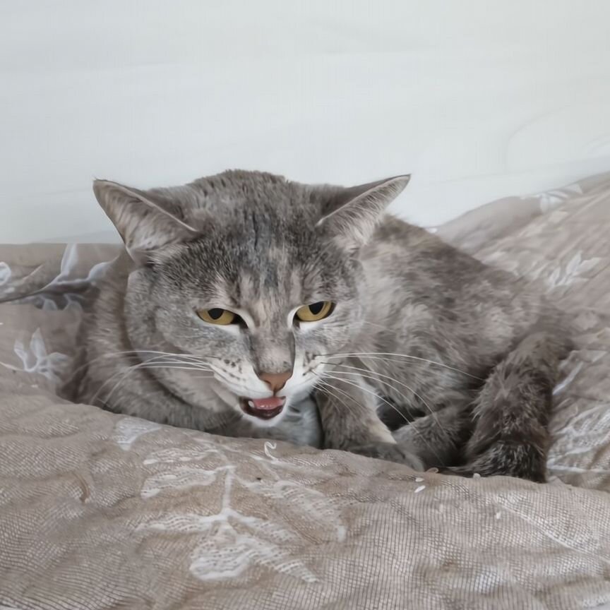 Взрослая, кошка в добрые руки