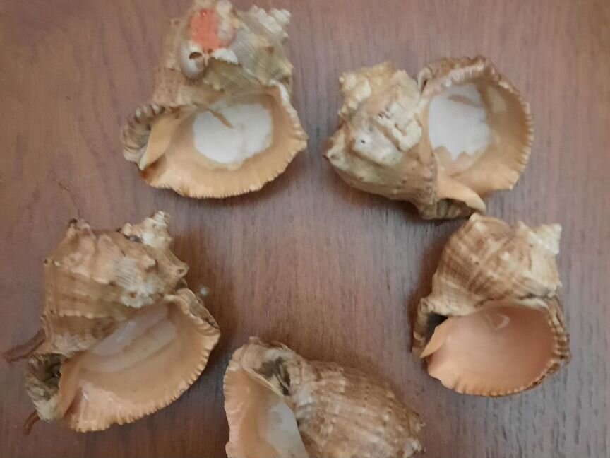 Морские ракушки раковины