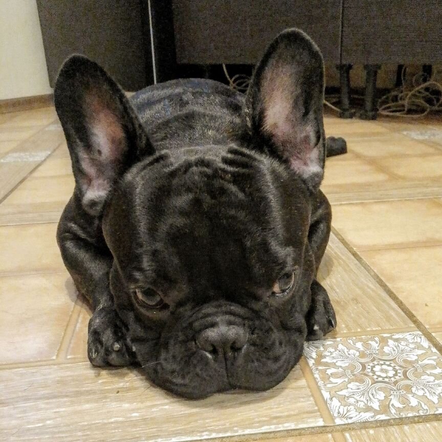 Французский бульдог Пряник 1 годик