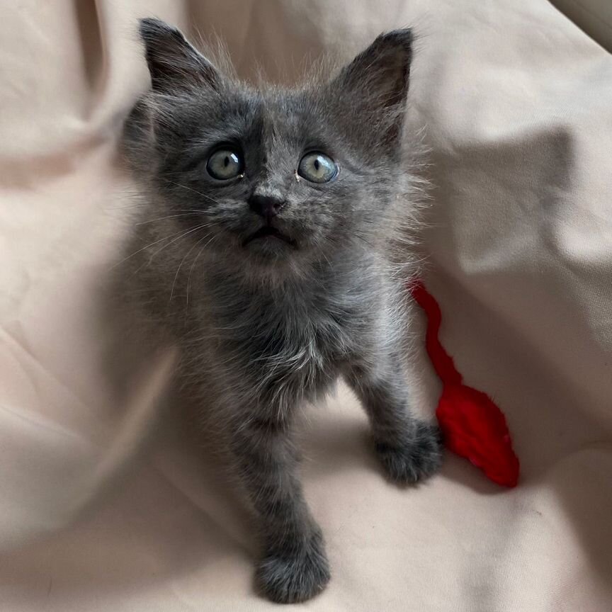 Котенок-метис 1,5 месяца