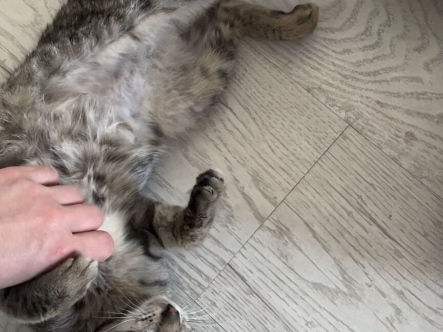 Котенок