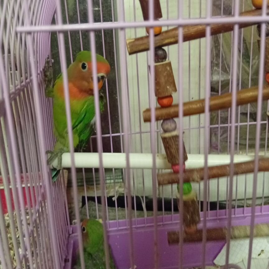 Попугай неразлучник