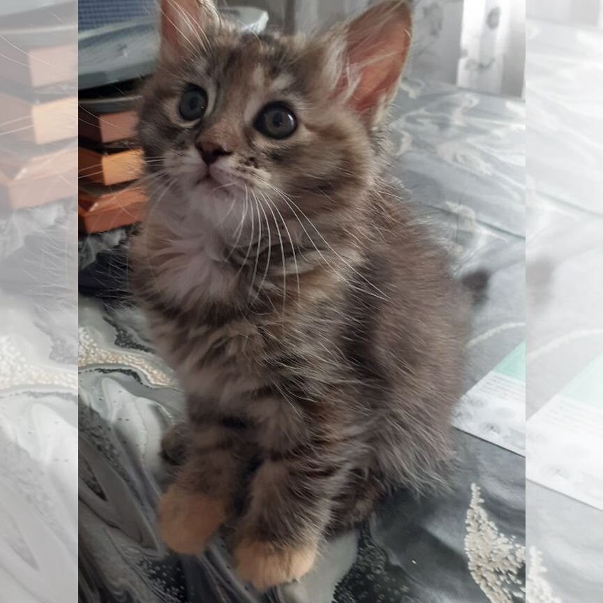 Котята мейн-кун