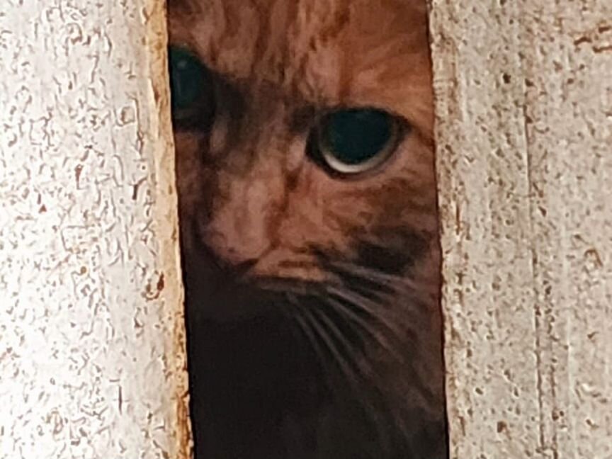 Рыжей кошке нужен дом или куратор