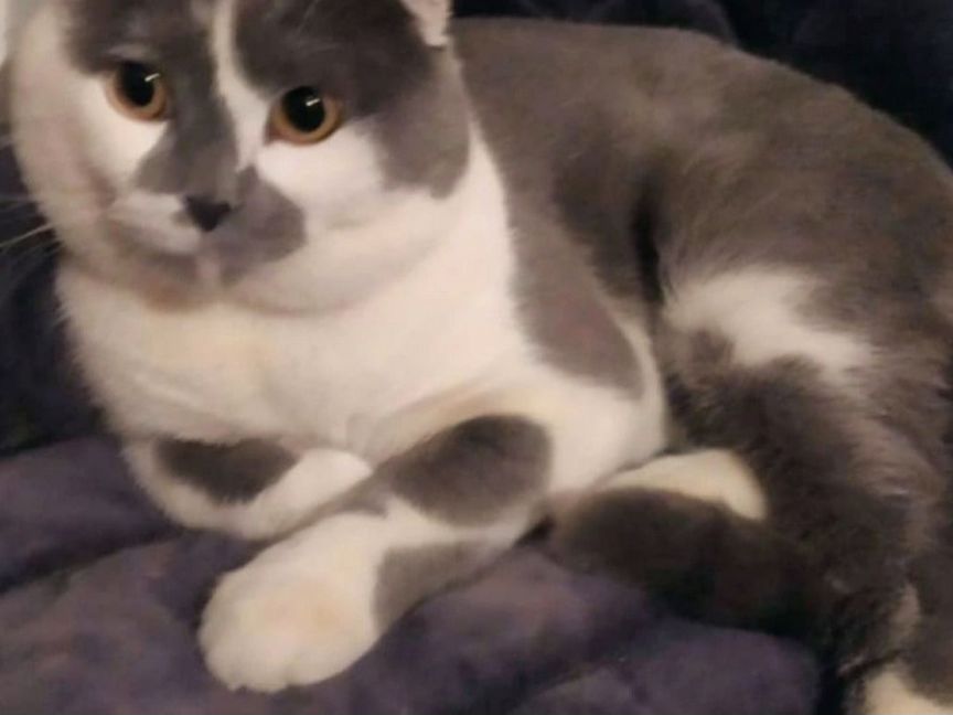 Кот молодой Шотландский скотиш фолд
