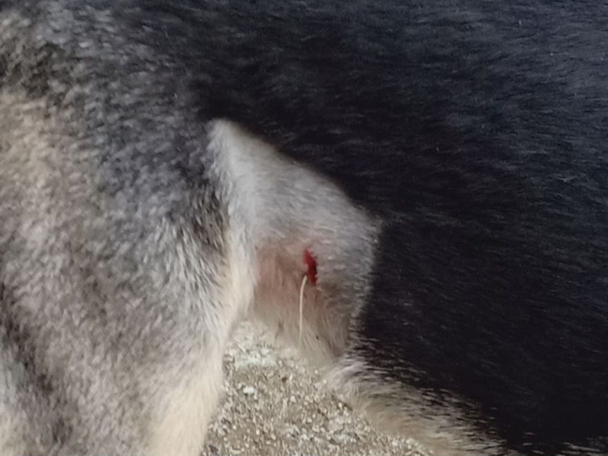 Нужна временная передержка