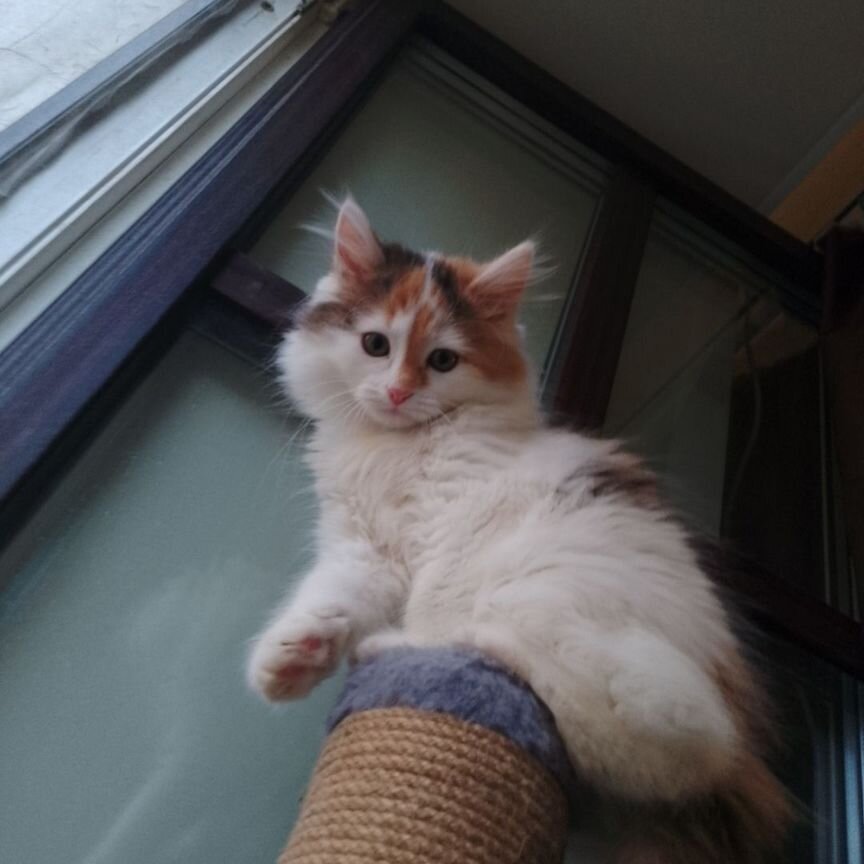 Котятенок подростк девочка
