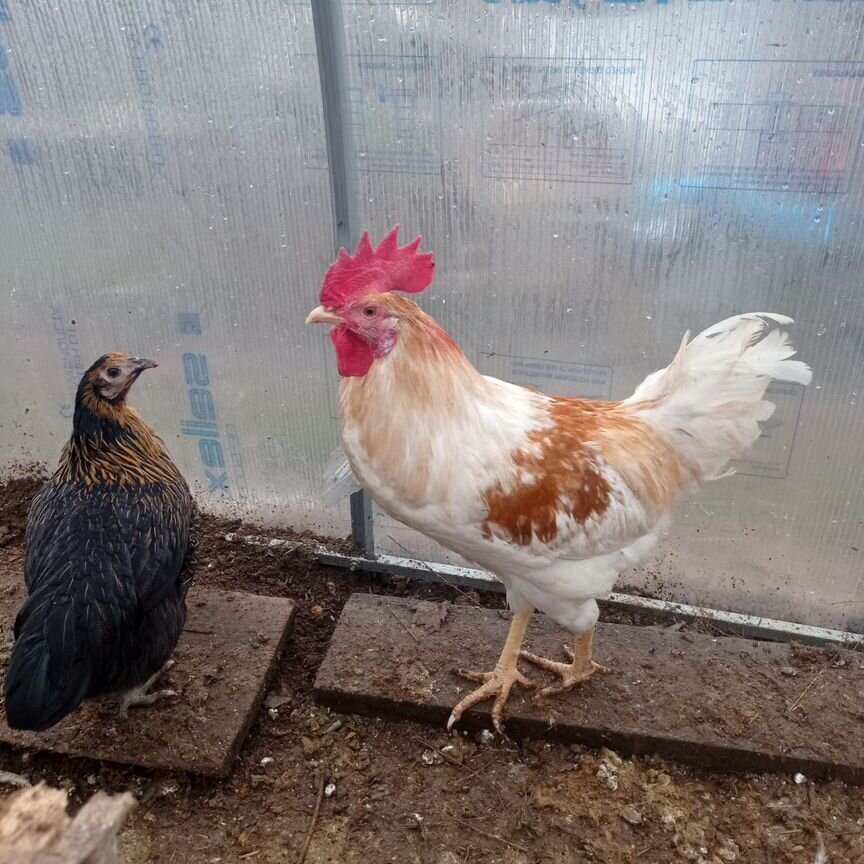 Молодые петухи