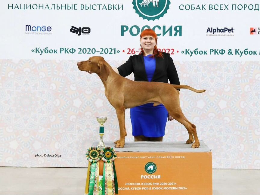 Кобель открыт для вязки. Венгерская выжла