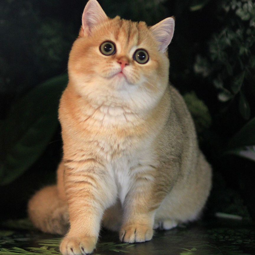 Шотландский прямоухий короткошёрстный котёнок