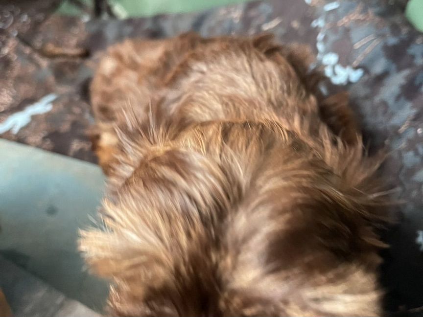 Йоркширский терьер шоколад щенки