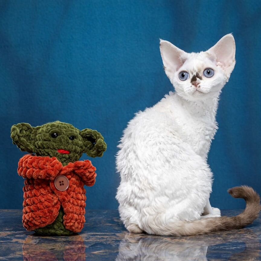 Котята девон-рекс