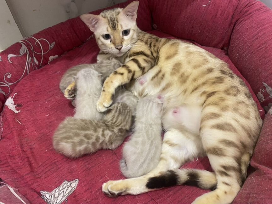 Бенгальские котята