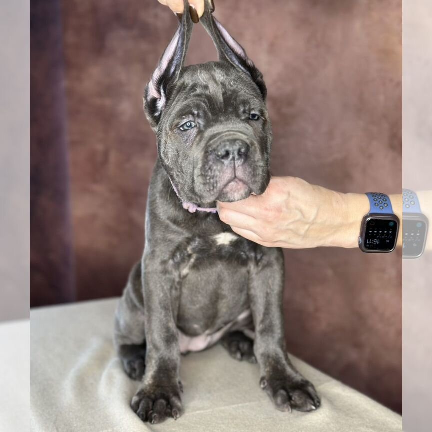 Красотка кане корсо