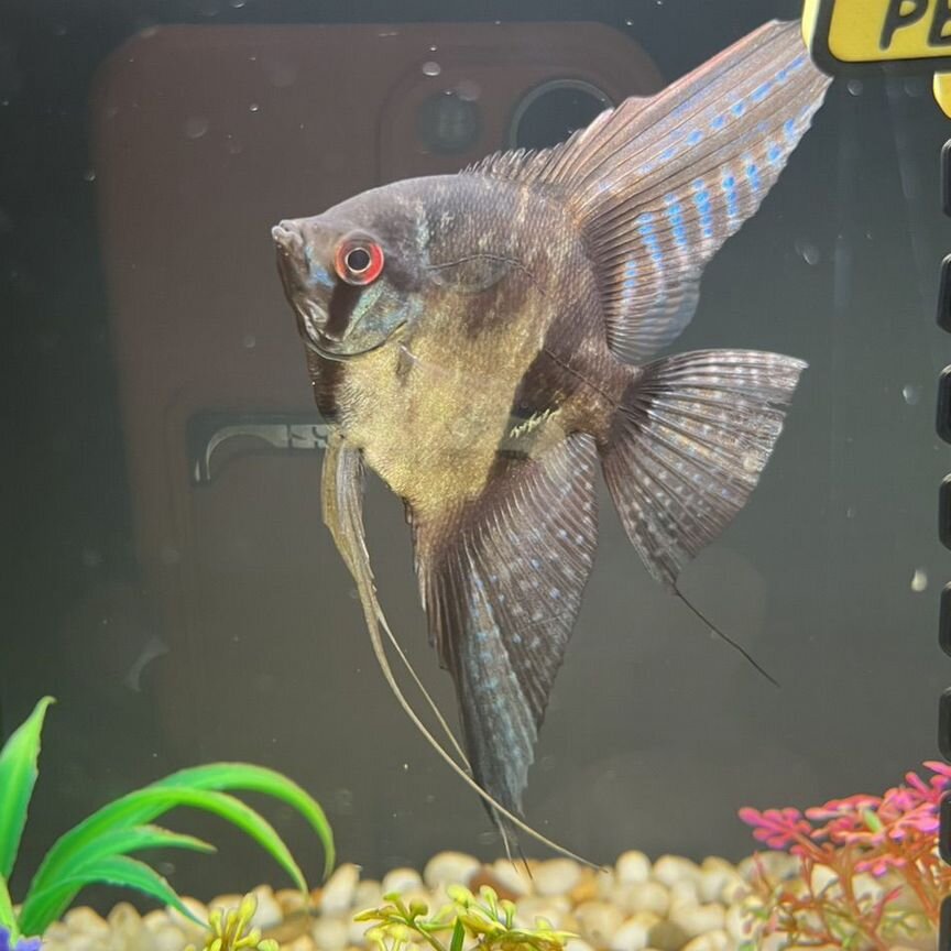 Склярии, отдам