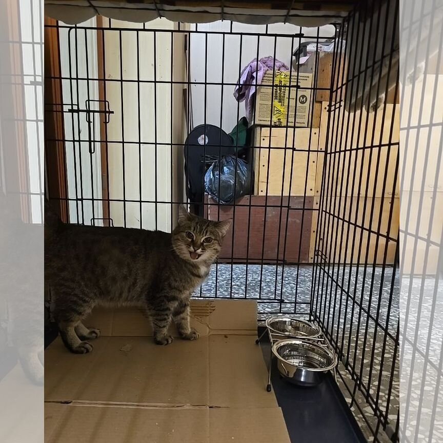 Взрослая, кошка в добрые руки