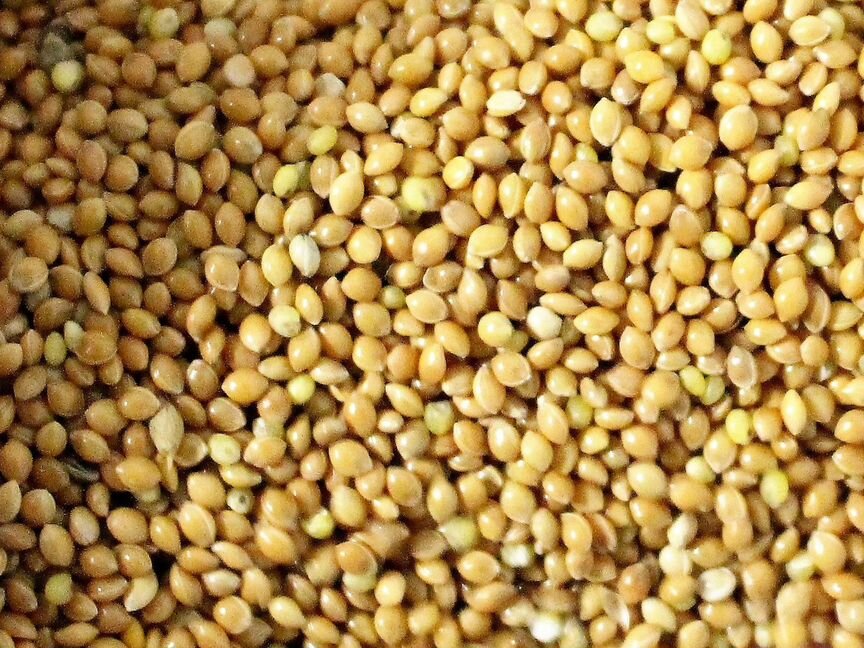 Просо желтое