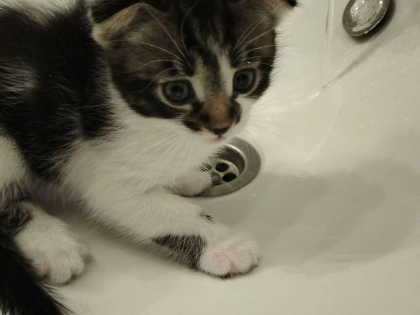 Котенок от шотландской вислоухой кошки