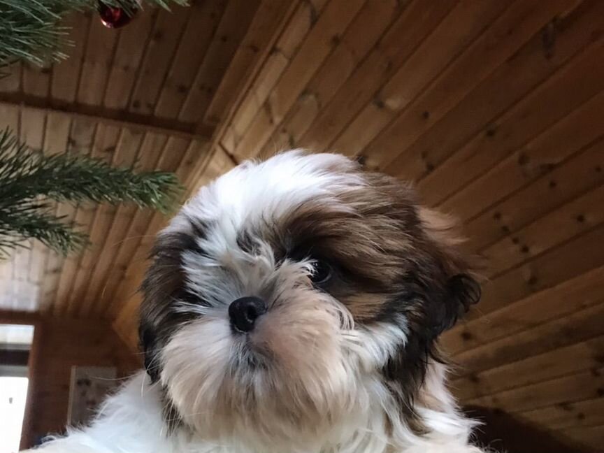 Ши тцу пупсики